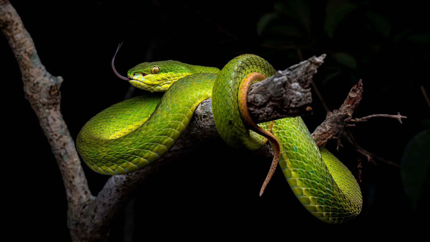 Pit Viper Head Shape