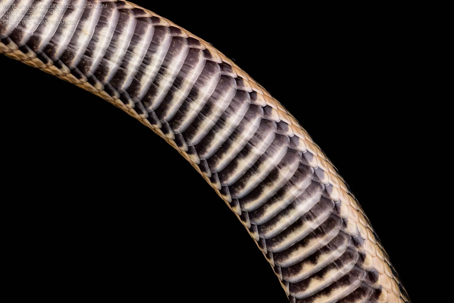 Chinese Water Snake - Enhydris chinensis — HongKongSnakeID.com