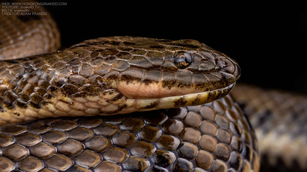 Chinese Water Snake - Enhydris chinensis — HongKongSnakeID.com