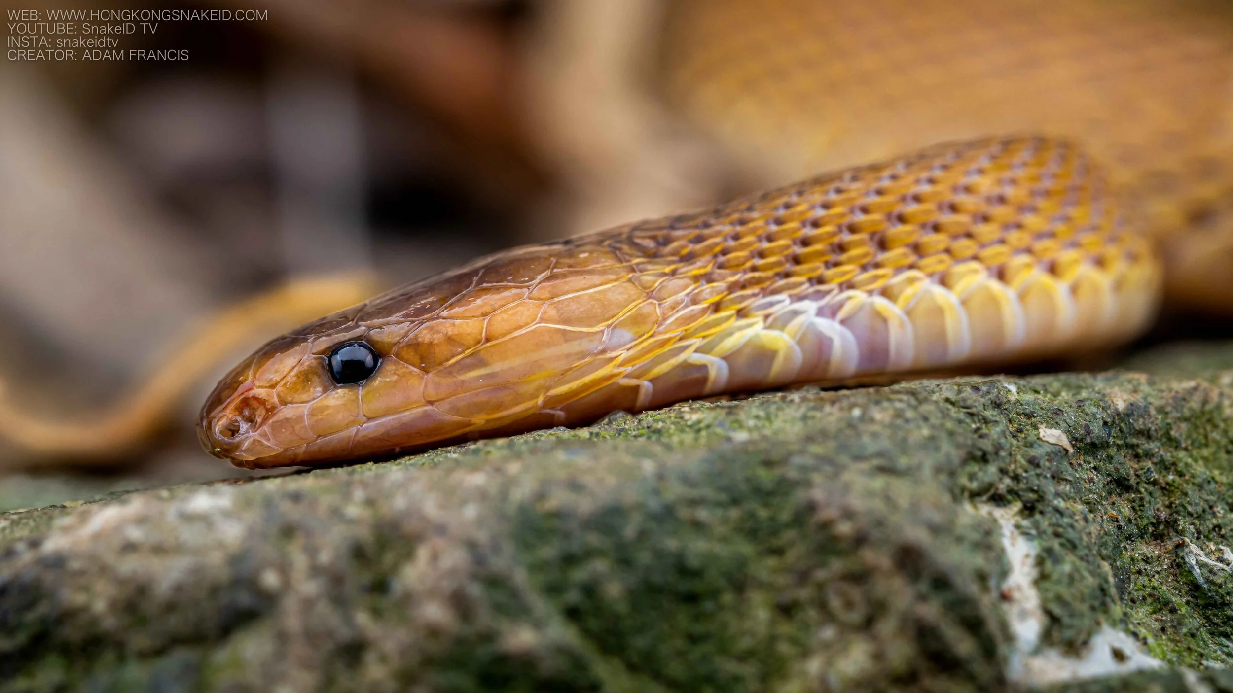 Burrowing Rufous Snake - Achalinus rufenscens — HongKongSnakeID.com