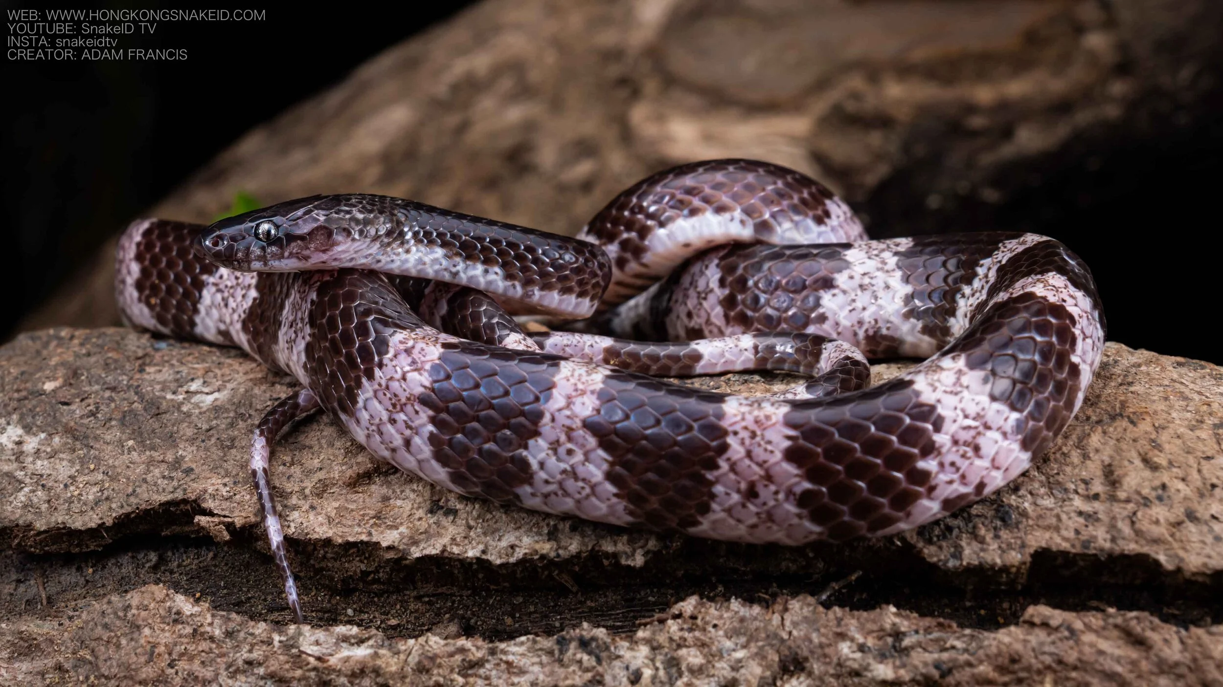 Futsing Wolf Snake - Lycodon futsingensis — HongKongSnakeID.com