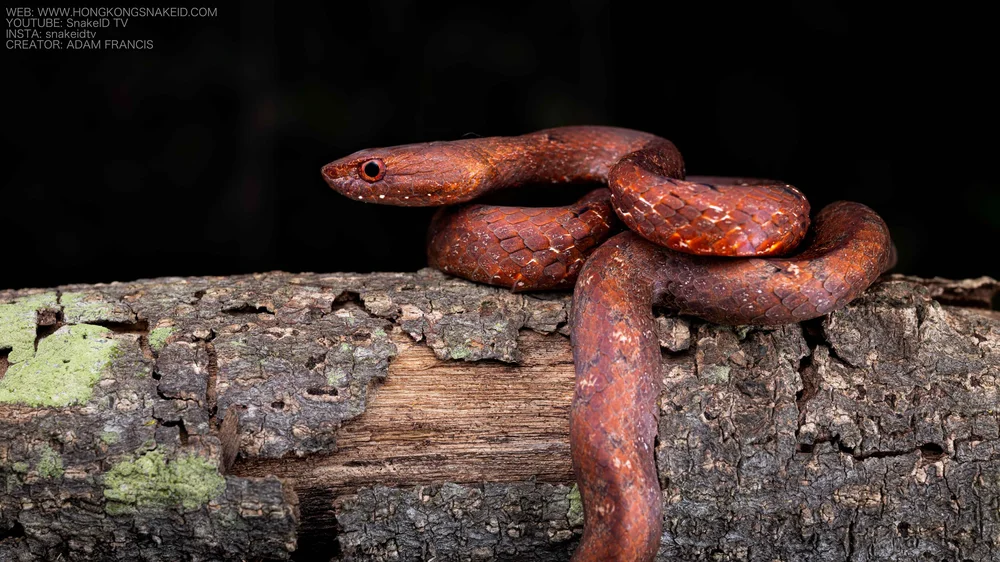Red Viper Snake
