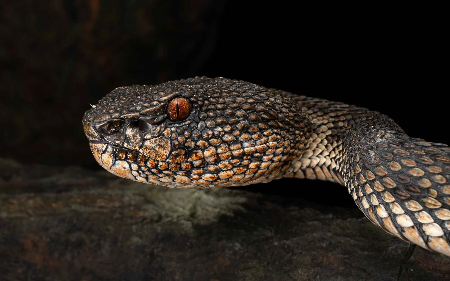 Shore Pit Viper - Trimeresurus purpureomaculatus — HongKongSnakeID.com