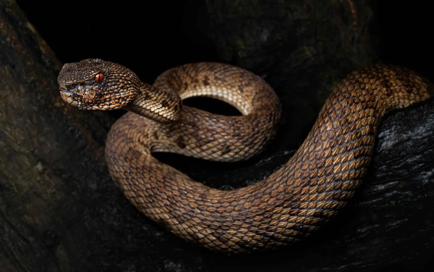 Shore Pit Viper - Trimeresurus purpureomaculatus — HongKongSnakeID.com