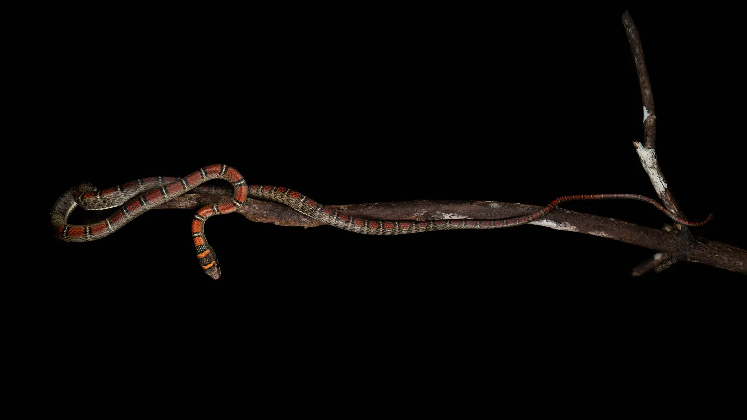 Twin-barred Tree Snake - Banded Flying Snake - Chrysopelea pelias ...