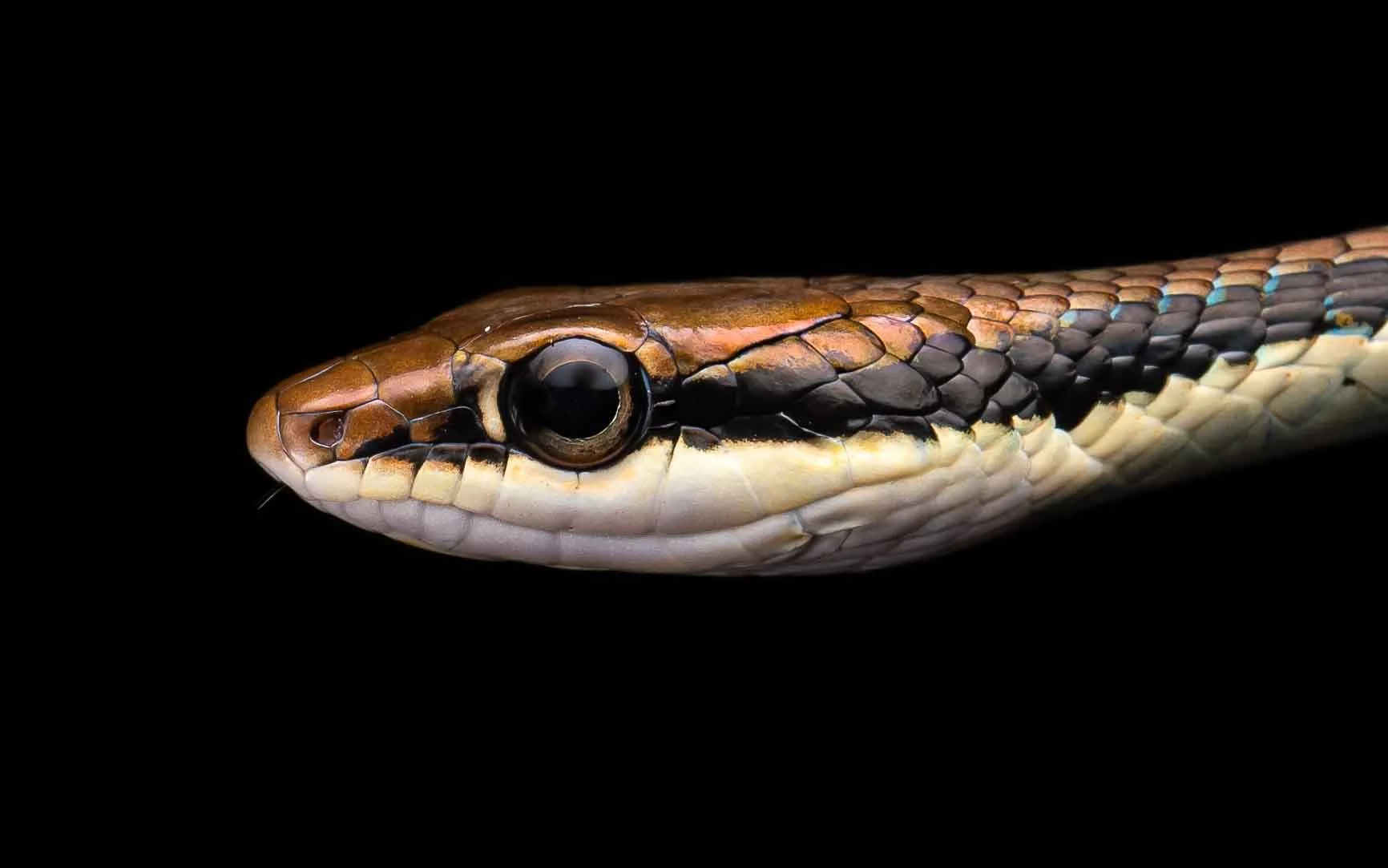 Painted Bronzeback - Dendrelaphis pictus — HongKongSnakeID.com