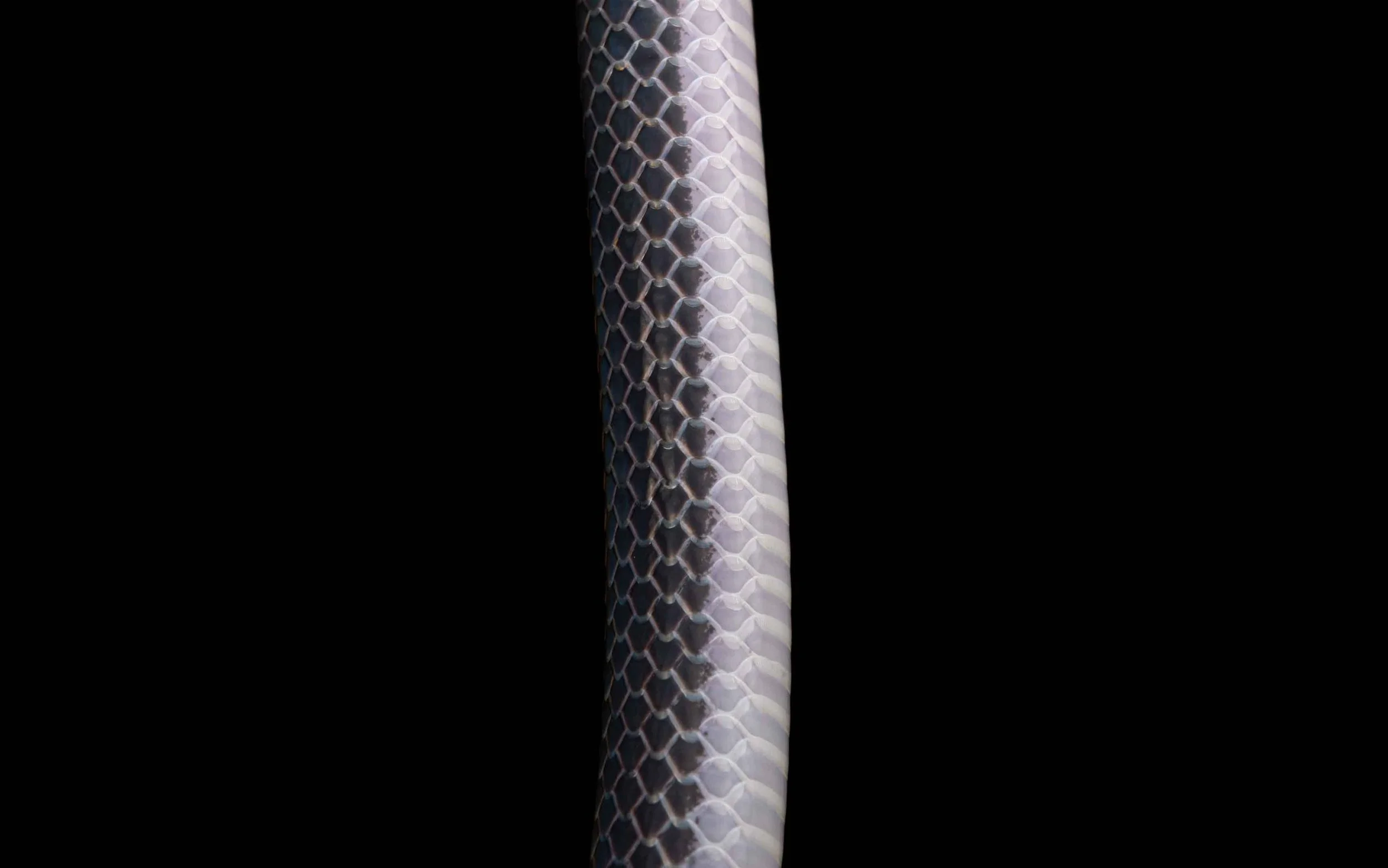 Pink Headed Reed Snake - Calamaria schlegeli — HongKongSnakeID.com
