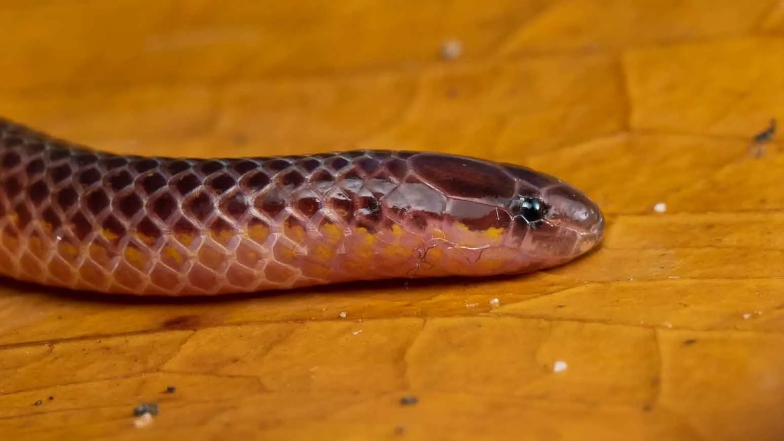 Gimlett's Reed Snake - Calamaria gimletti — HongKongSnakeID.com