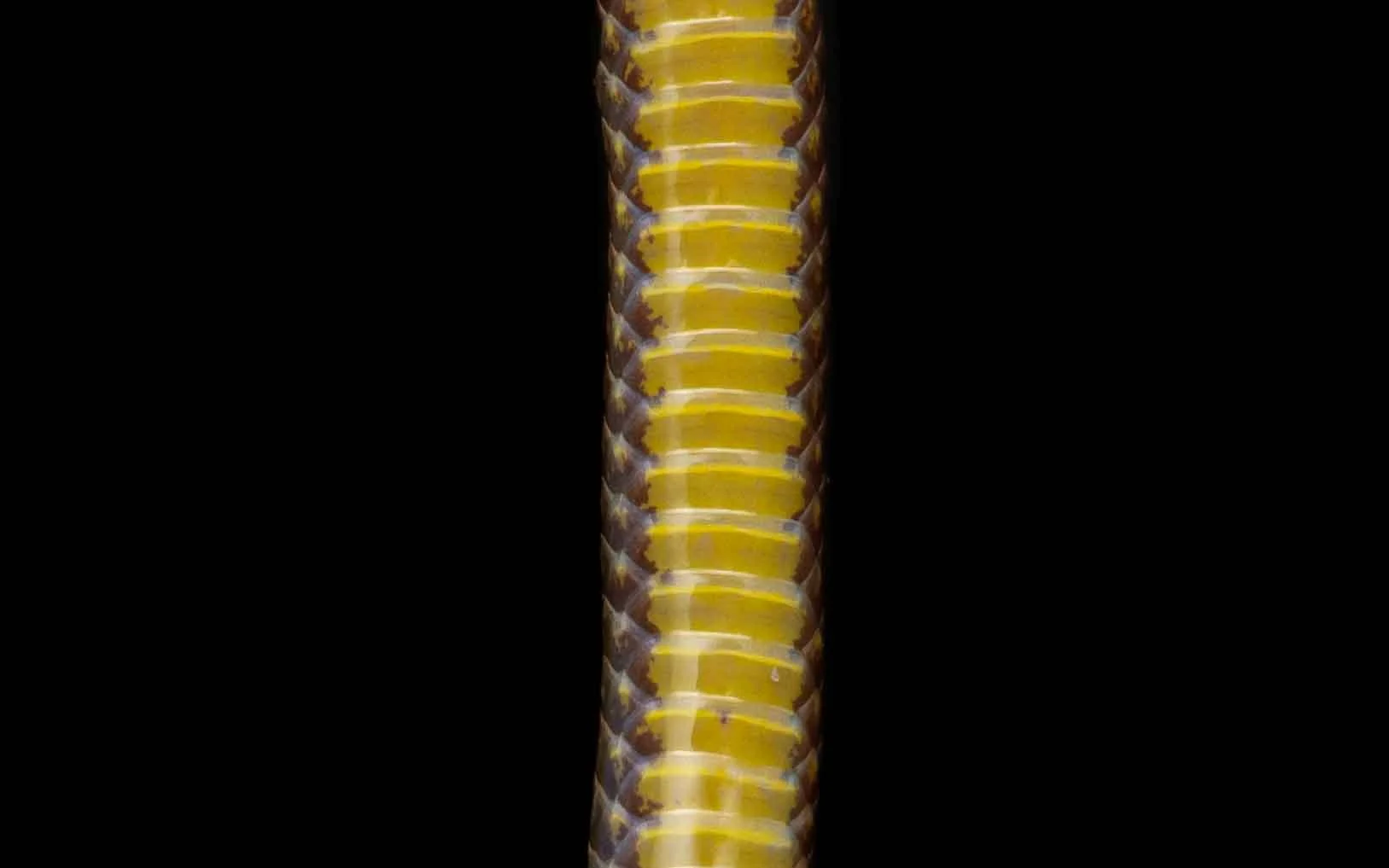 Gimlett's Reed Snake - Calamaria gimletti — HongKongSnakeID.com