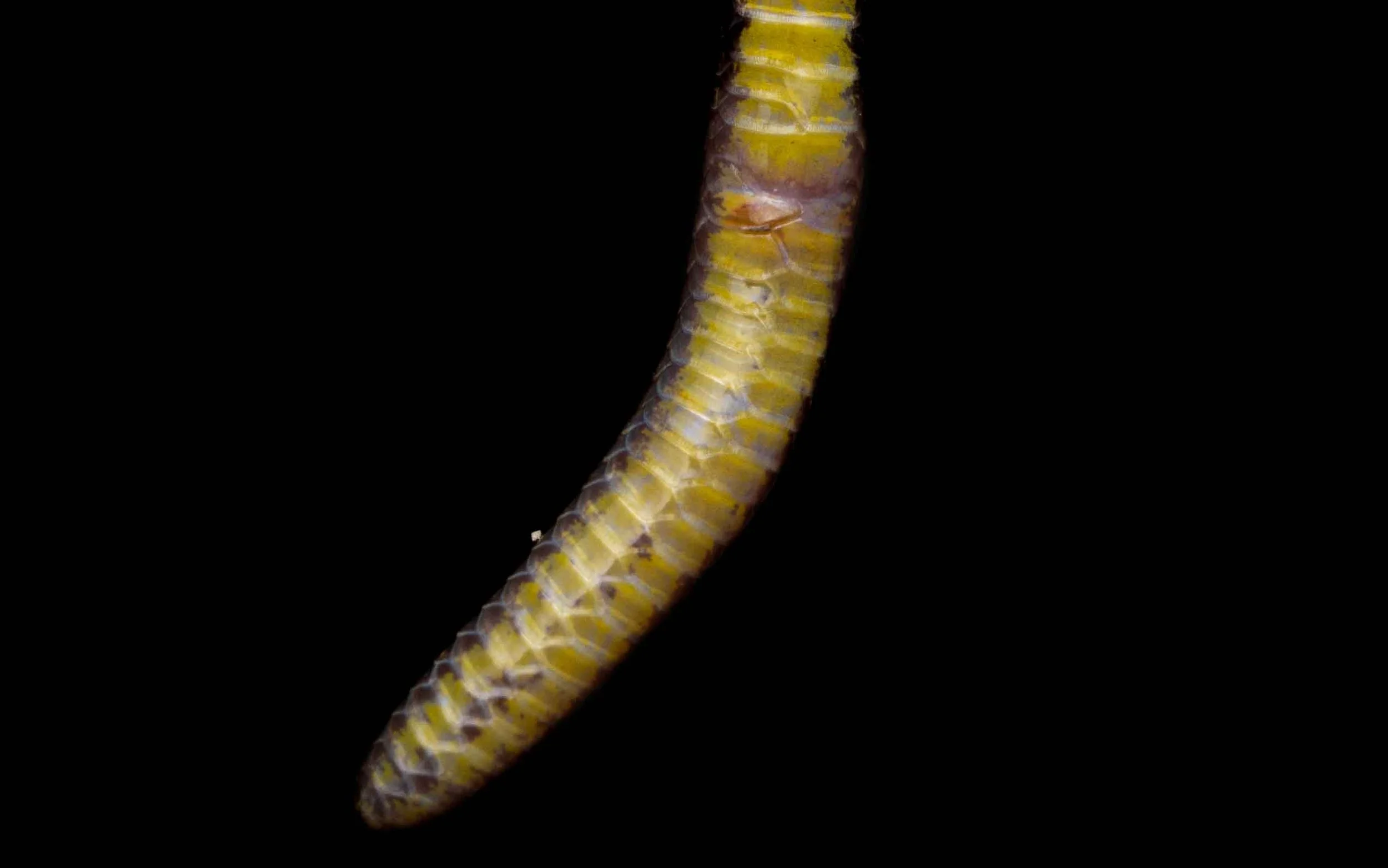Gimlett's Reed Snake - Calamaria gimletti — HongKongSnakeID.com