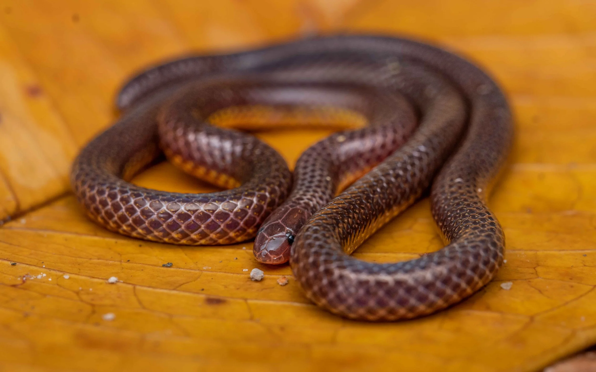 Gimlett's Reed Snake - Calamaria gimletti — HongKongSnakeID.com