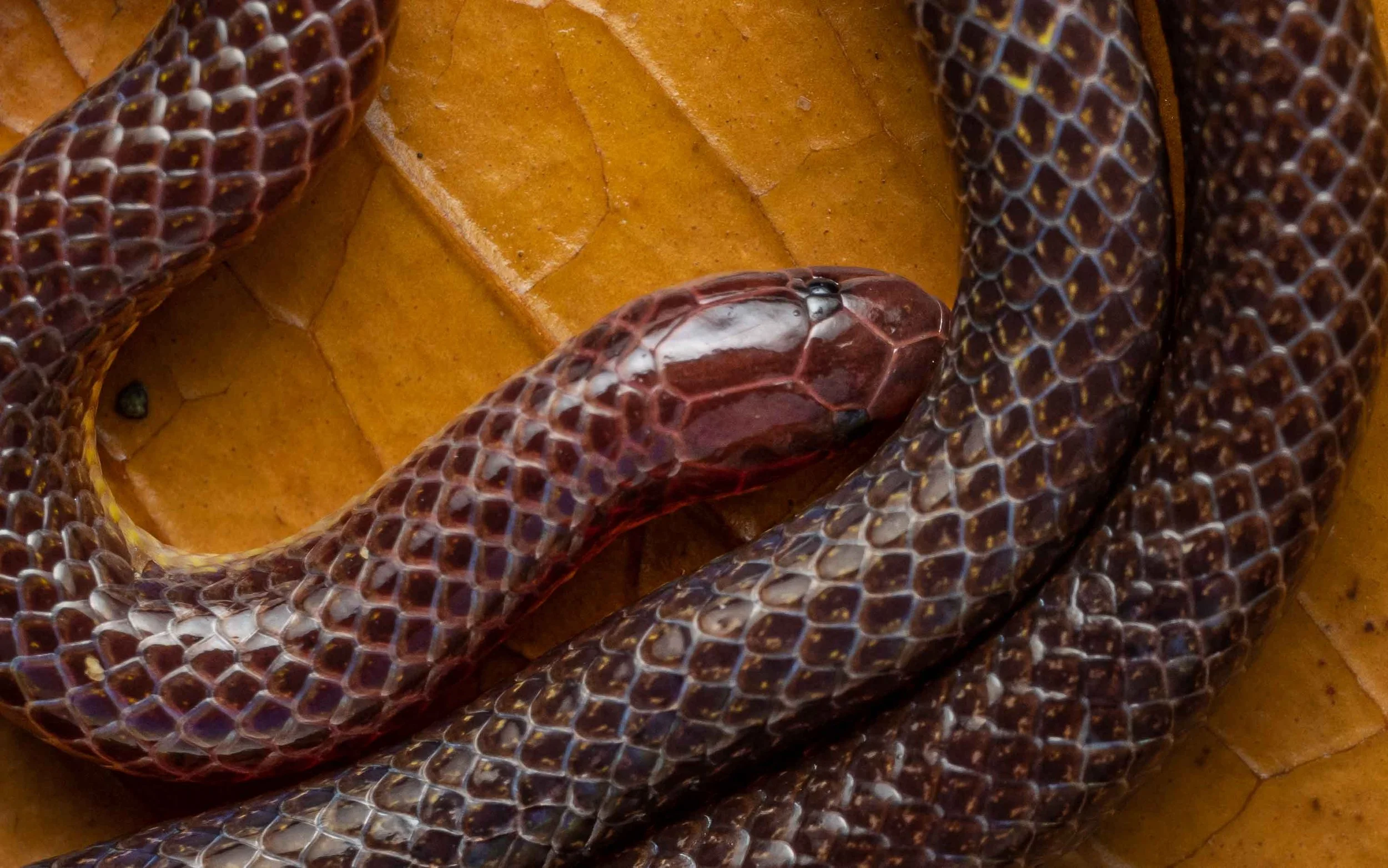 Gimlett's Reed Snake - Calamaria gimletti — HongKongSnakeID.com