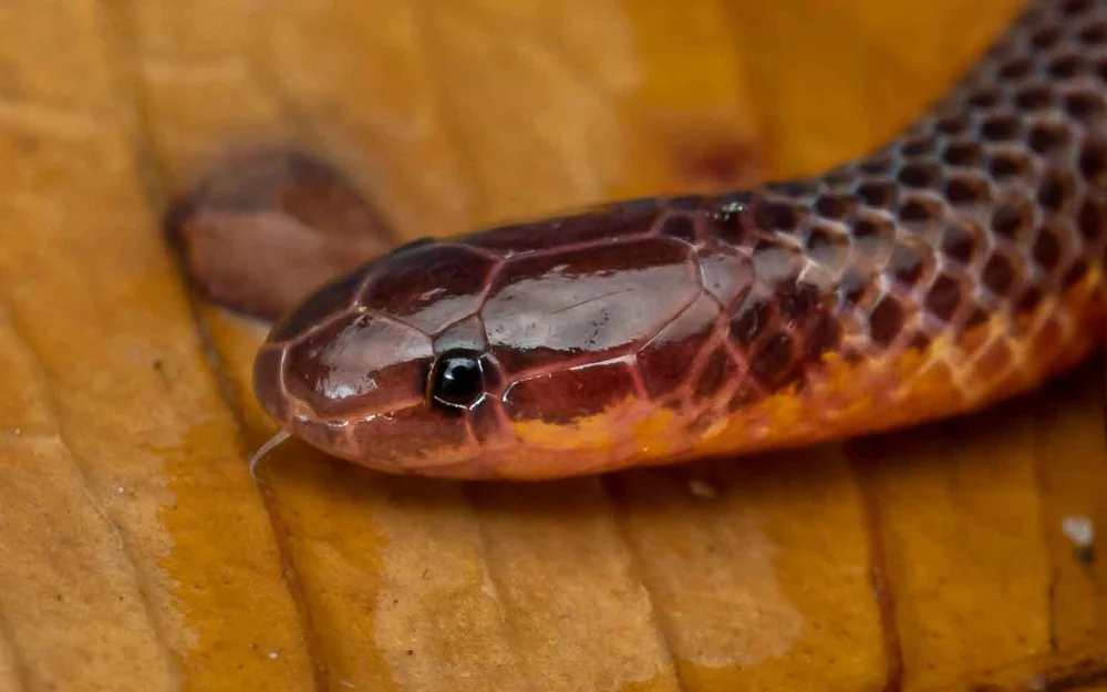 Gimlett's Reed Snake - Calamaria gimletti — HongKongSnakeID.com