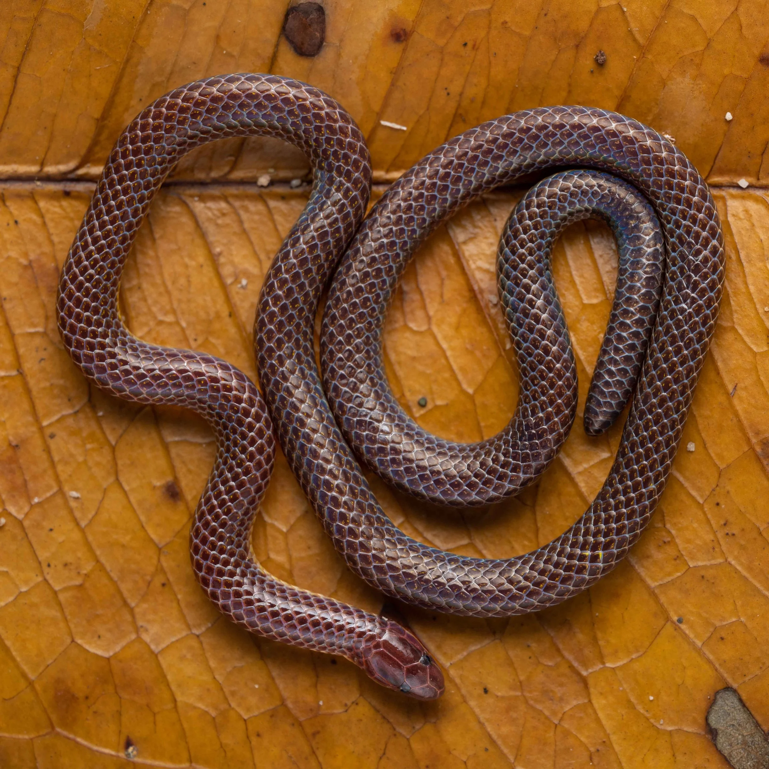 Asia Snake Species — HongKongSnakeID.com