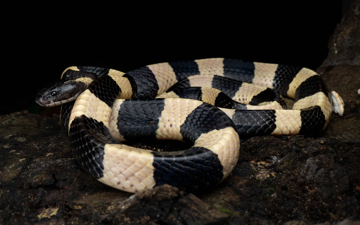BANDED KRAIT - Bungarus fasciatus — HongKongSnakeID.com