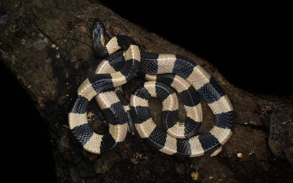 Bungarus Fasciatus