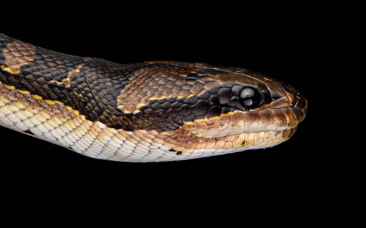Puff-faced Water Snake - Homalopsis buccata — HongKongSnakeID.com