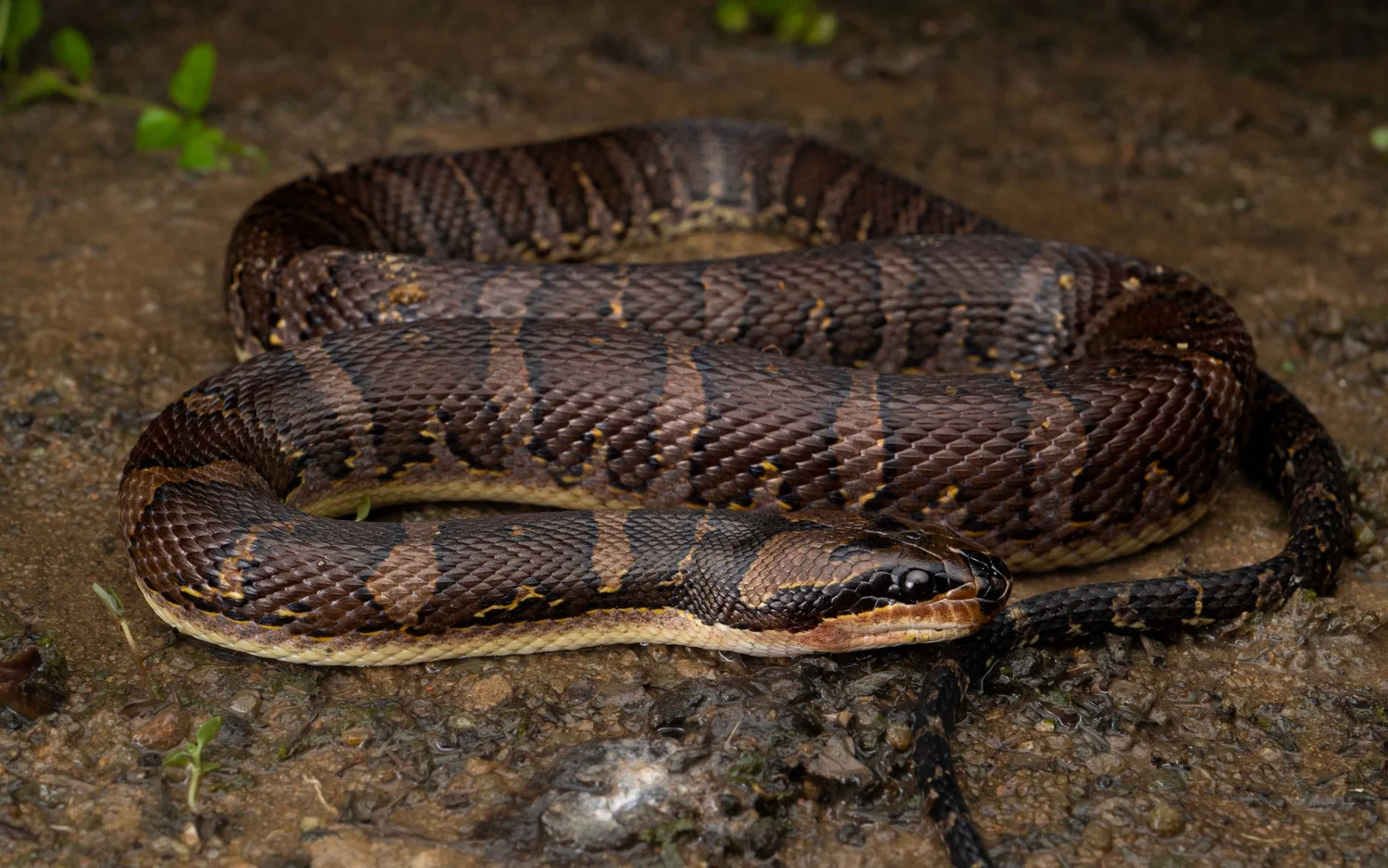 Puff-faced Water Snake - Homalopsis buccata — HongKongSnakeID.com