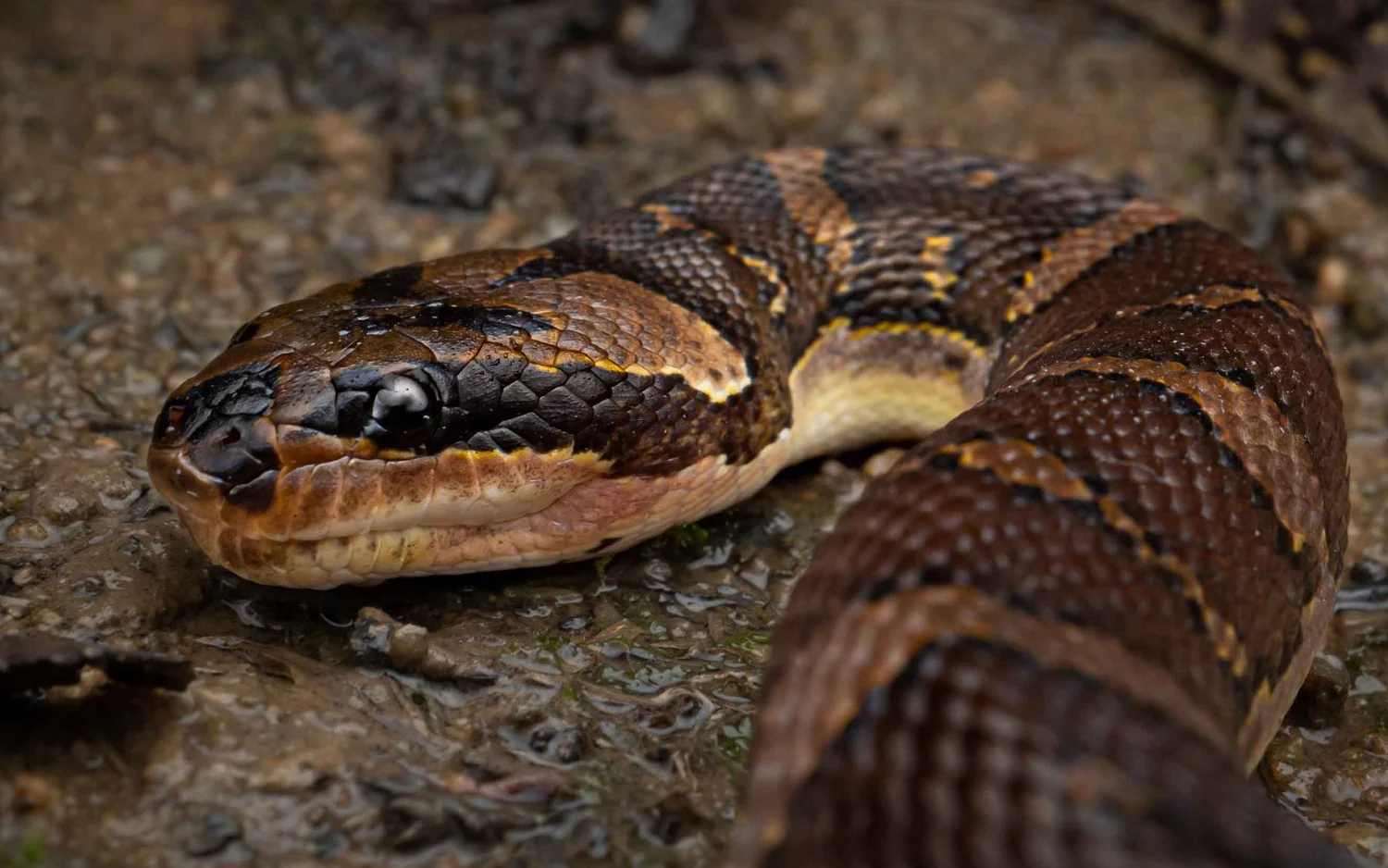 Puff-faced Water Snake - Homalopsis buccata — HongKongSnakeID.com