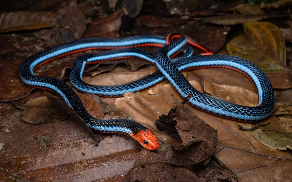 Malayan Blue Coral Snake - Calliophis intestinalis — HongKongSnakeID.com