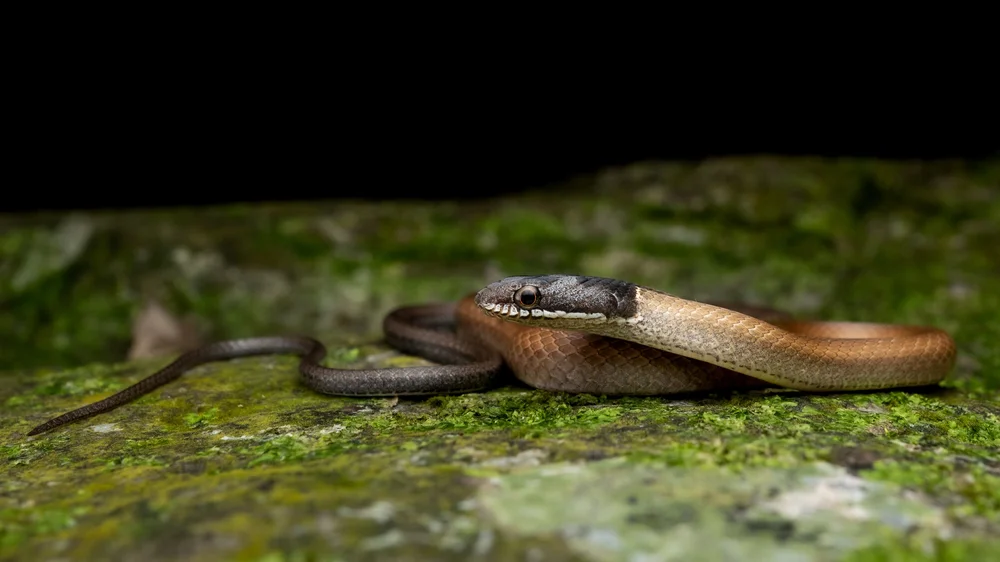 Chinese Mountain Snake - Sibynophis chinensis chinensis ...