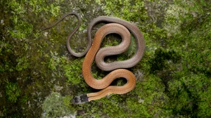 Chinese Mountain Snake - Sibynophis chinensis chinensis ...