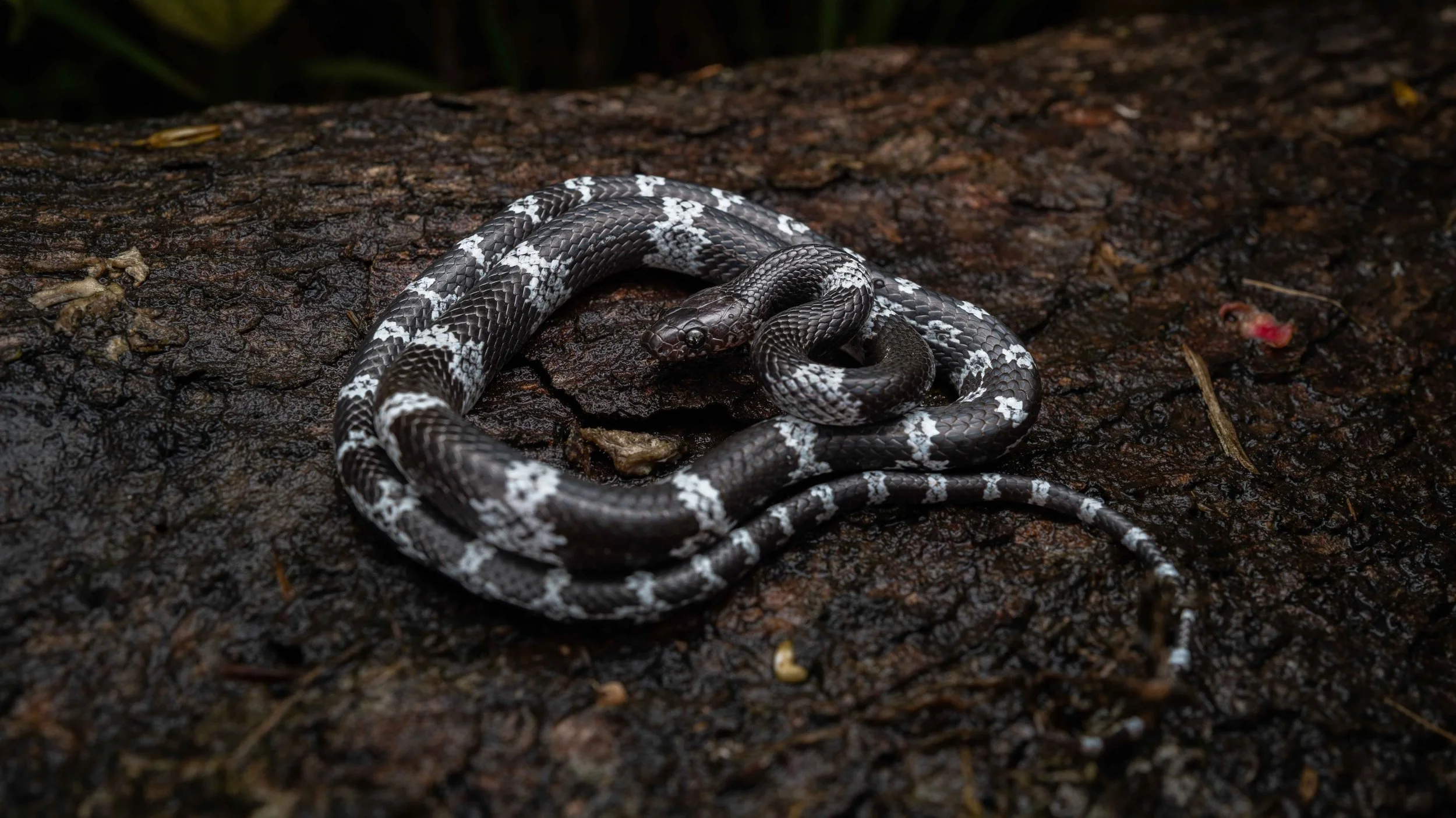 Butler's Wolf Snake - Lycodon butleri — HongKongSnakeID.com