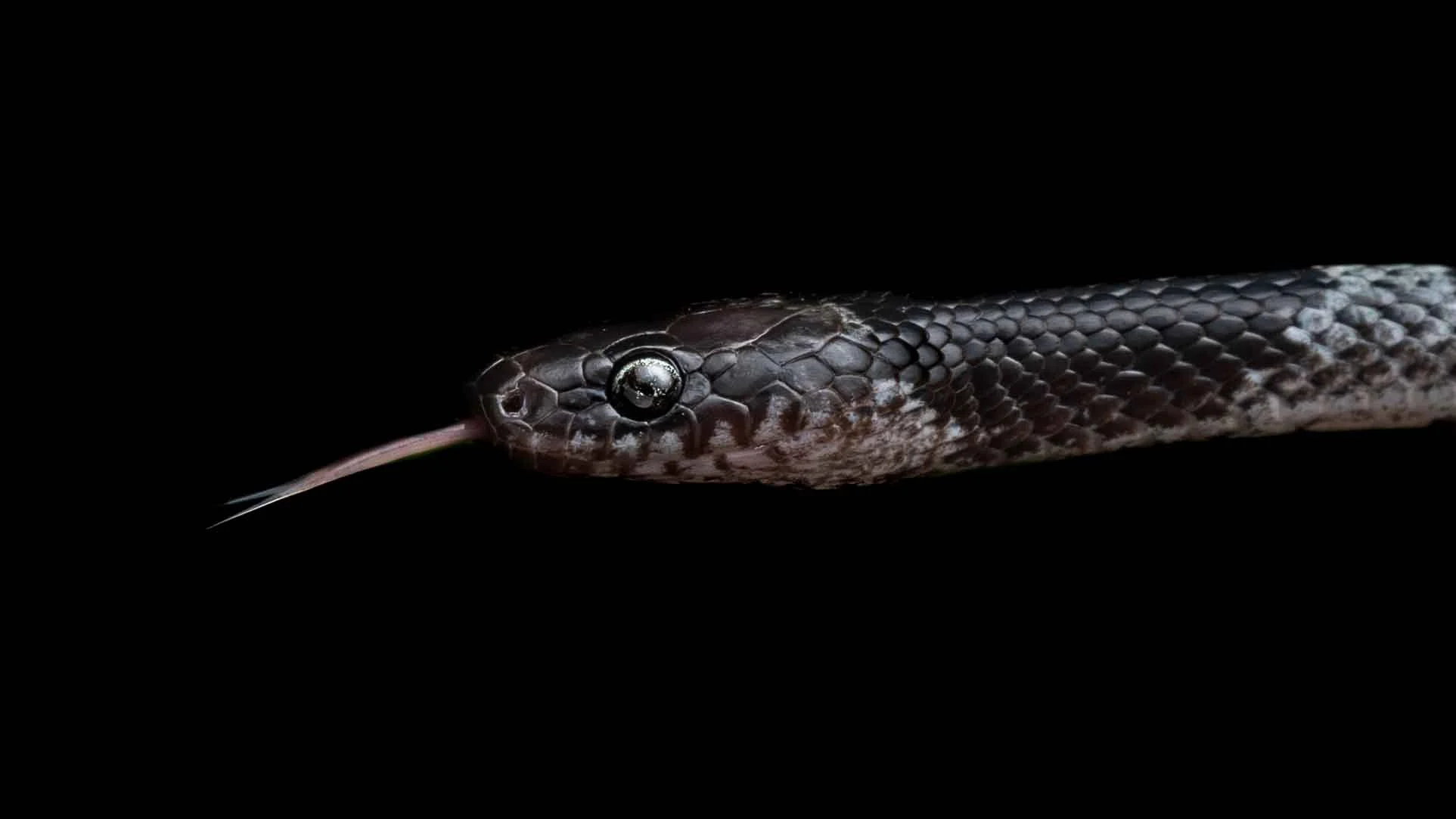 Butler's Wolf Snake - Lycodon butleri — HongKongSnakeID.com