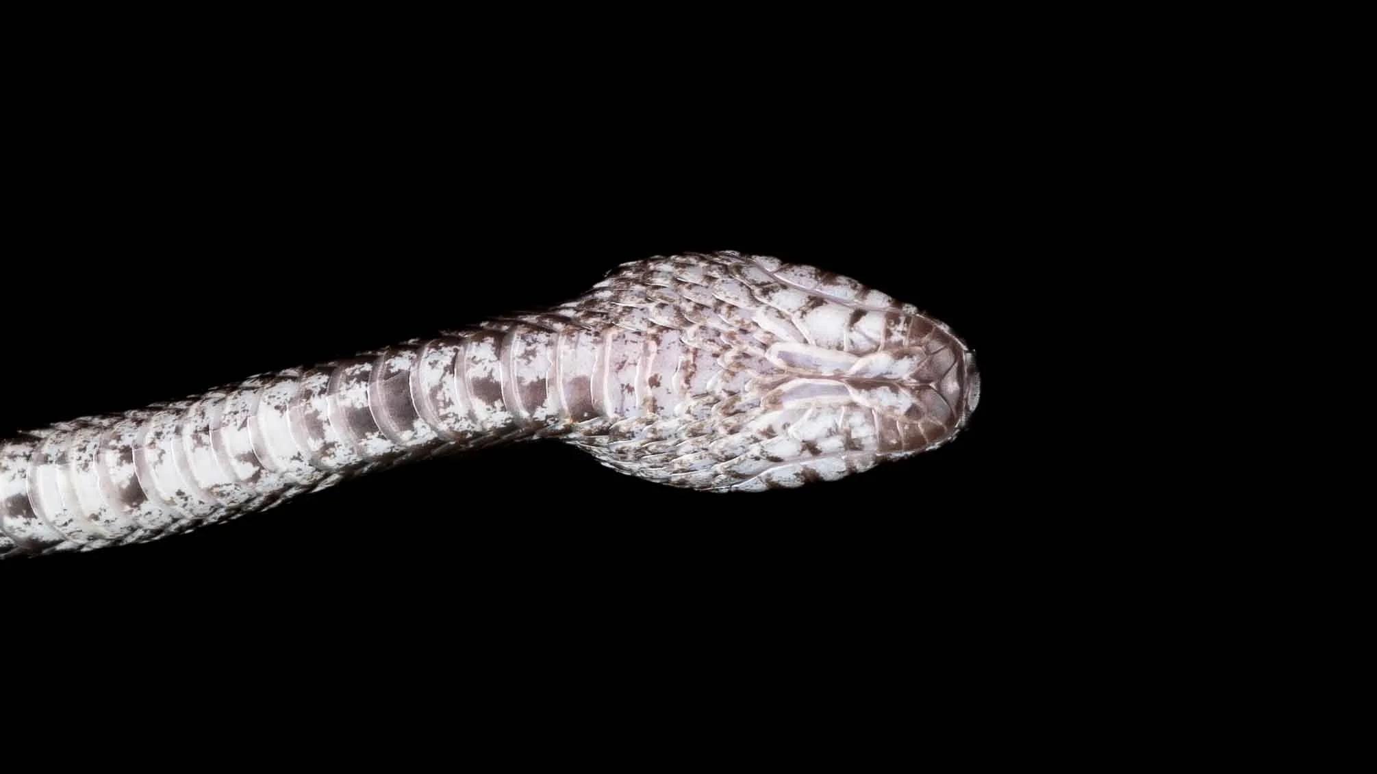 Butler's Wolf Snake - Lycodon butleri — HongKongSnakeID.com