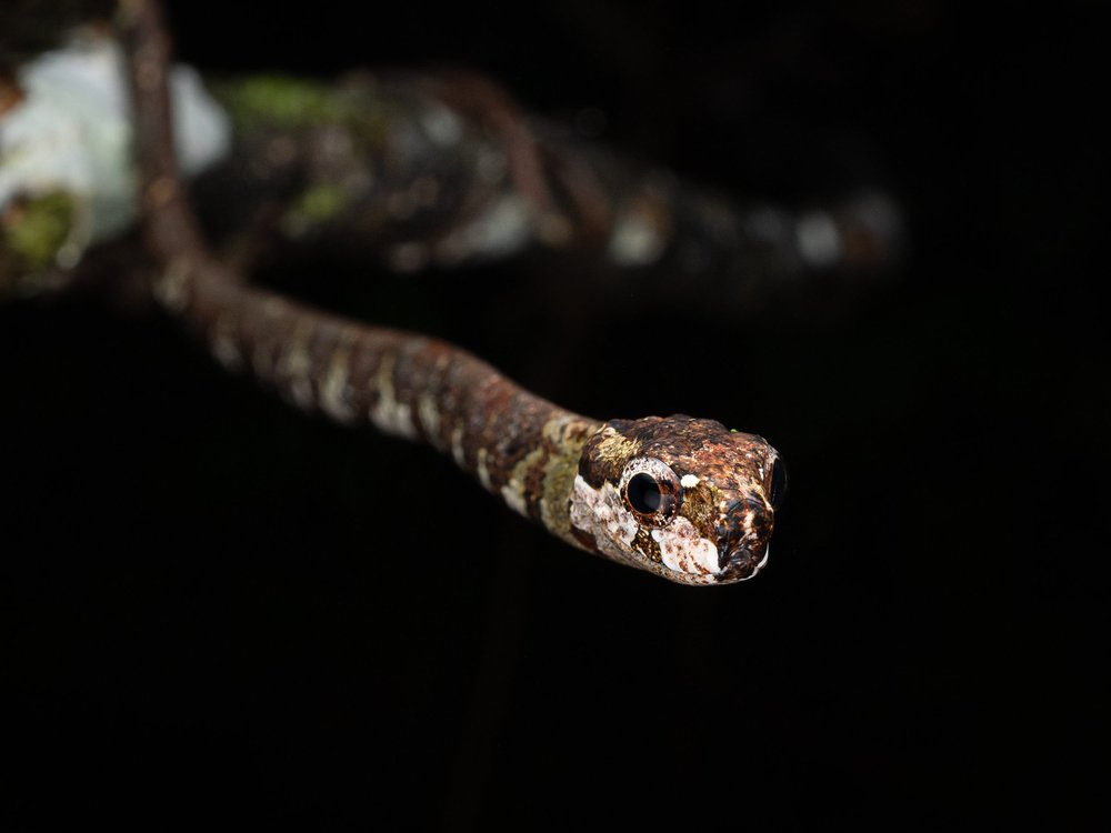 Blunt-headed Sug Snake — HongKongSnakeID.com