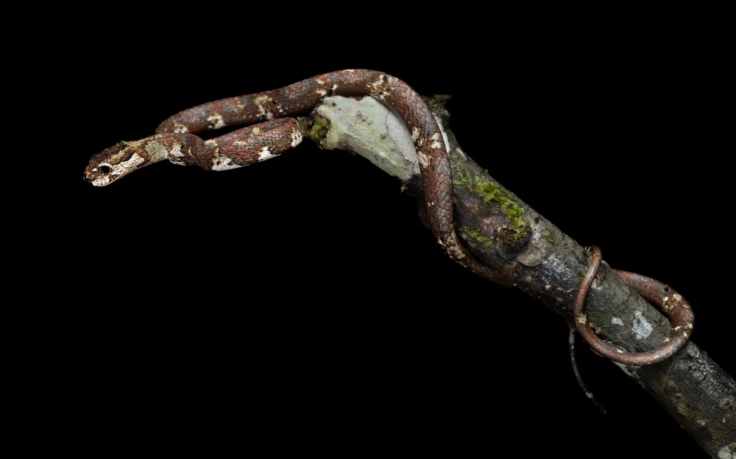 Blunt-headed Sug Snake — HongKongSnakeID.com