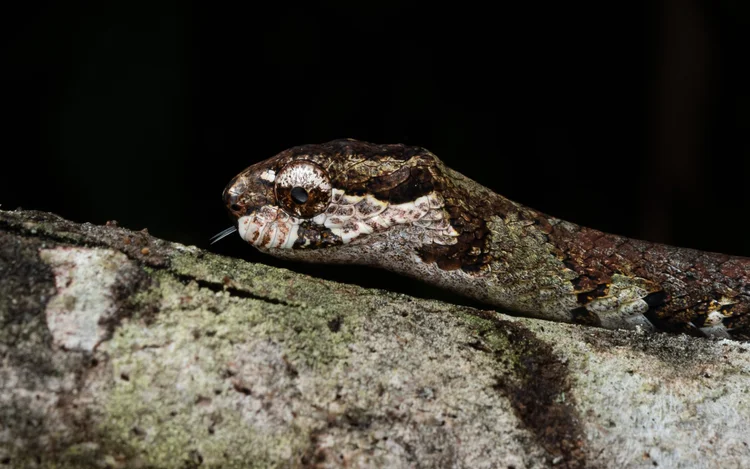 Blunt-headed Sug Snake — HongKongSnakeID.com