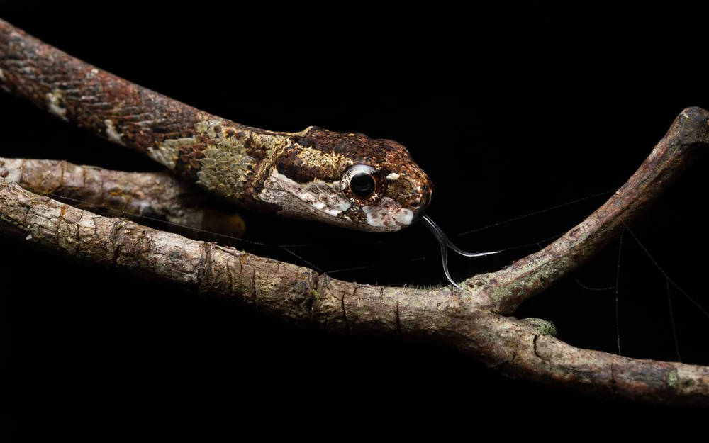 Blunt-headed Sug Snake — HongKongSnakeID.com