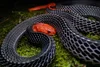 Red-headed Krait - Bungarus flaviceps — HongKongSnakeID.com