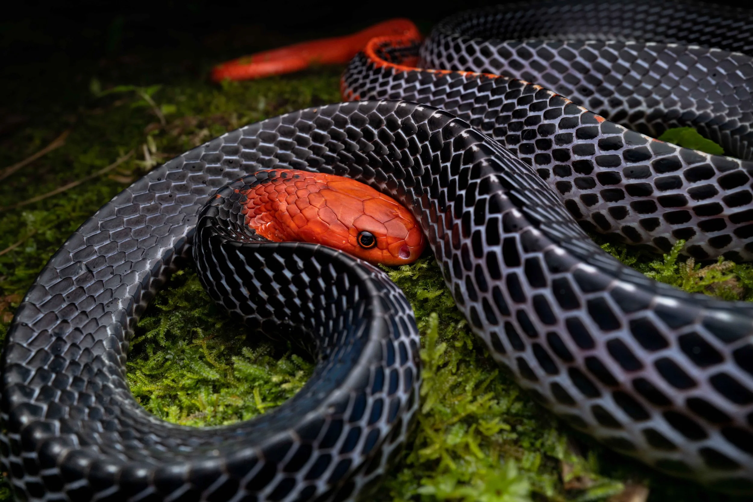 Red-headed Krait - Bungarus flaviceps — HongKongSnakeID.com
