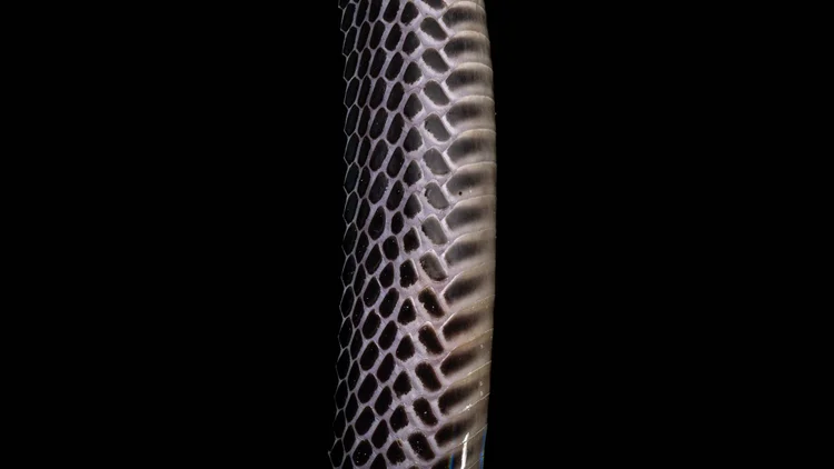 Red-headed Krait - Bungarus flaviceps — HongKongSnakeID.com