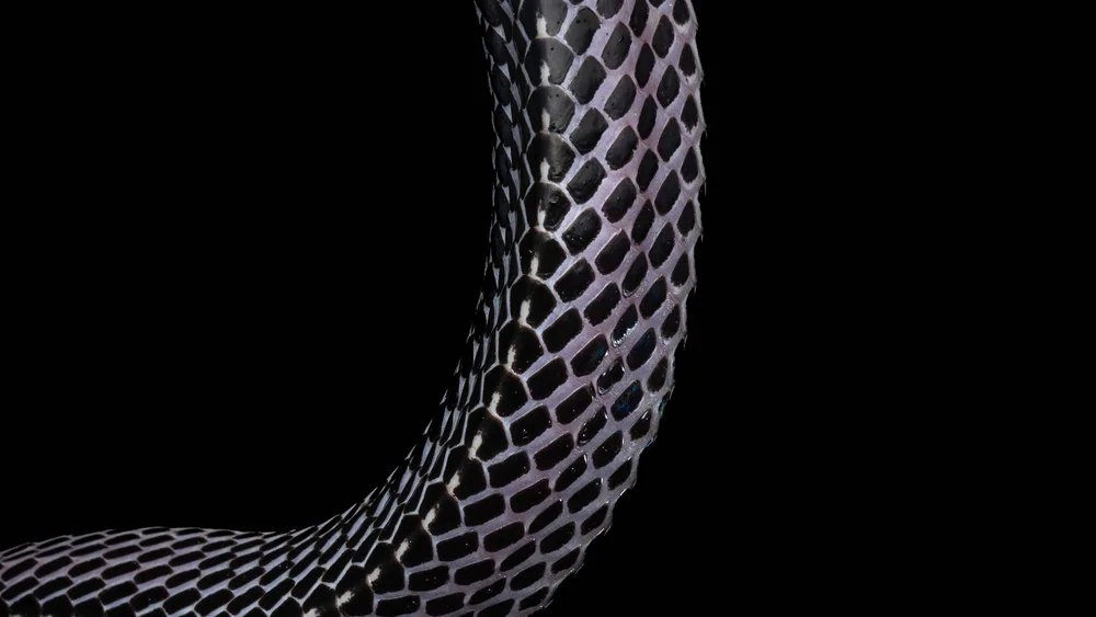 Red-headed Krait - Bungarus flaviceps — HongKongSnakeID.com