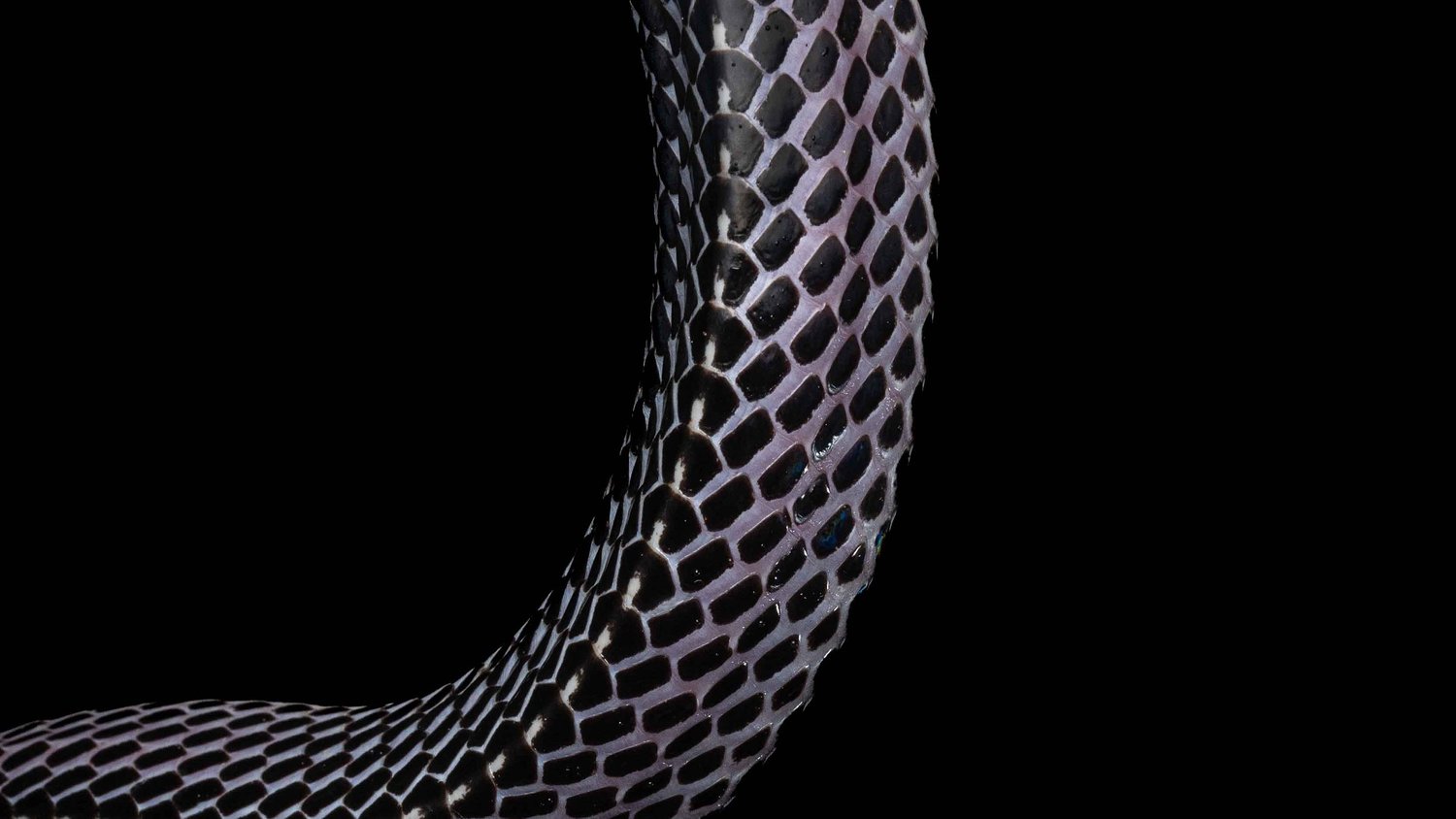 Red-headed Krait - Bungarus flaviceps — HongKongSnakeID.com