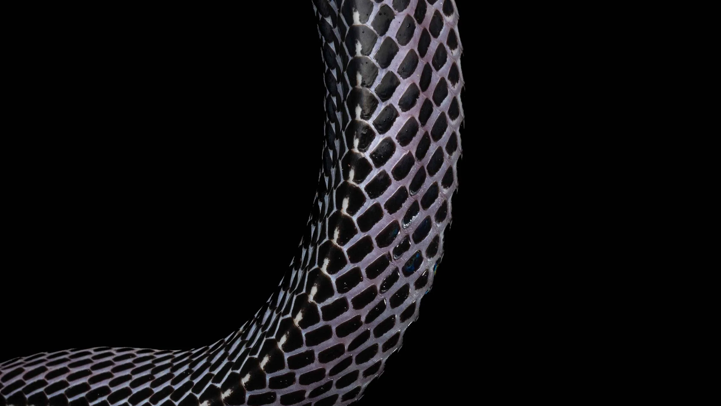 Red-headed Krait - Bungarus flaviceps — HongKongSnakeID.com