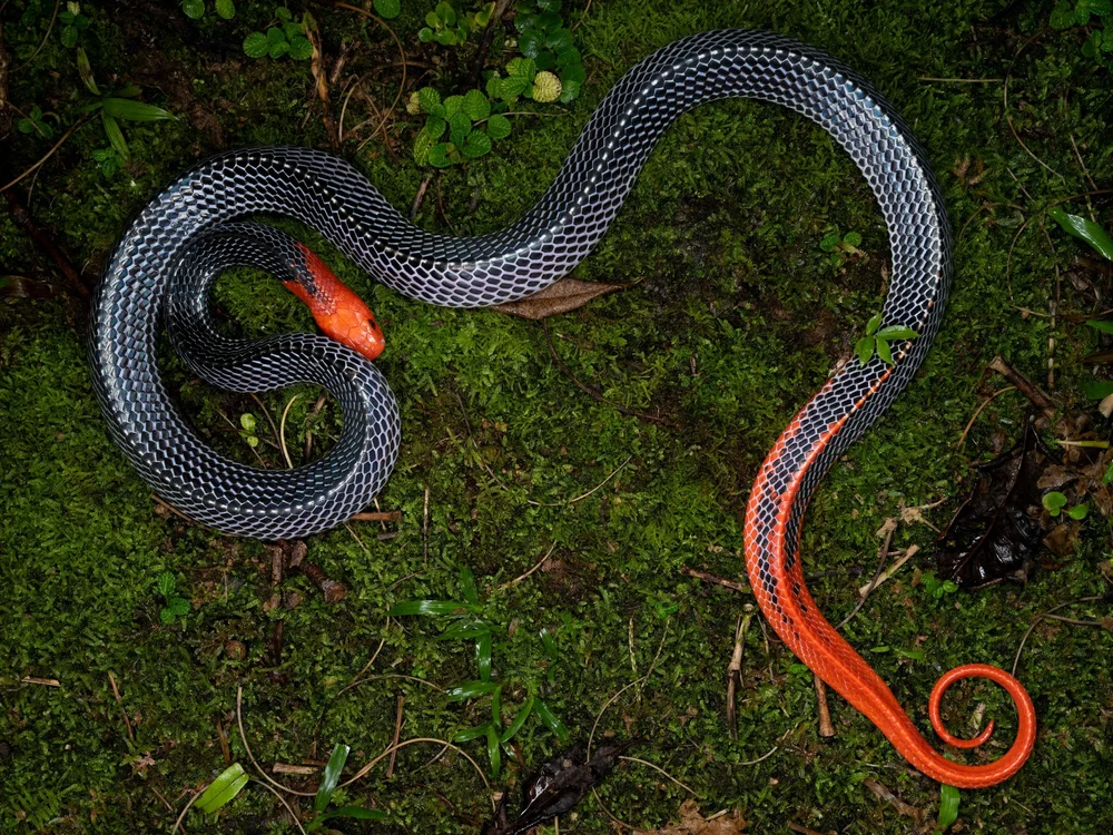 Red-headed Krait - Bungarus flaviceps — HongKongSnakeID.com