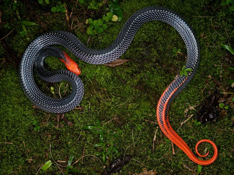 Red-headed Krait - Bungarus flaviceps — HongKongSnakeID.com
