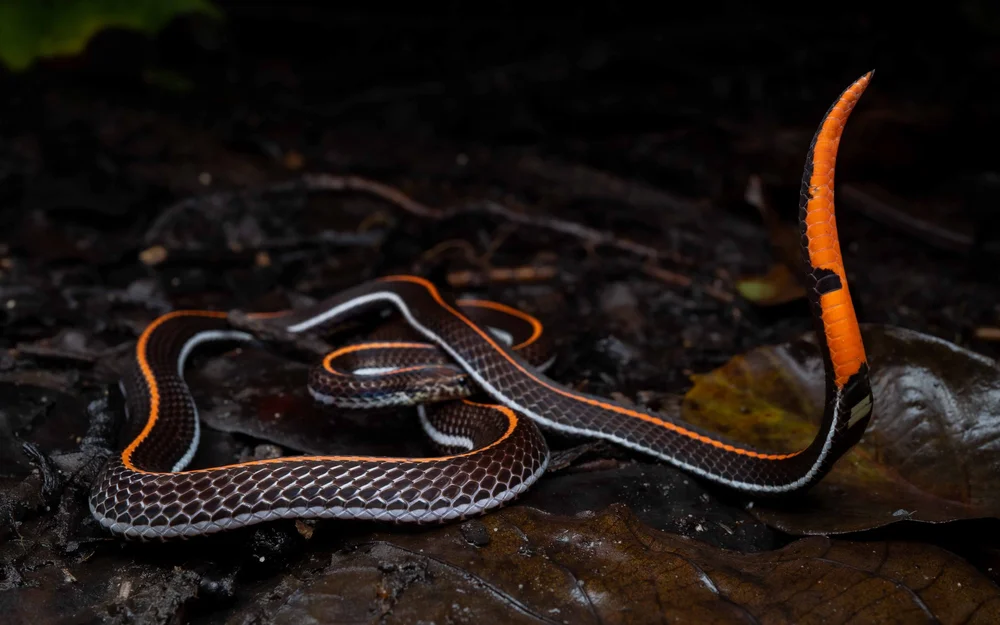 Malaysian Striped Coral Snake - Calliophis intestinalis ...