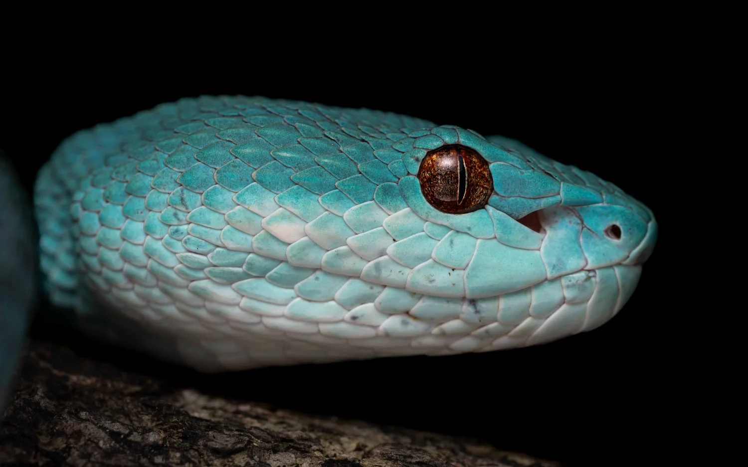 Insular Pit Viper - Trimeresurus insularis — HongKongSnakeID.com