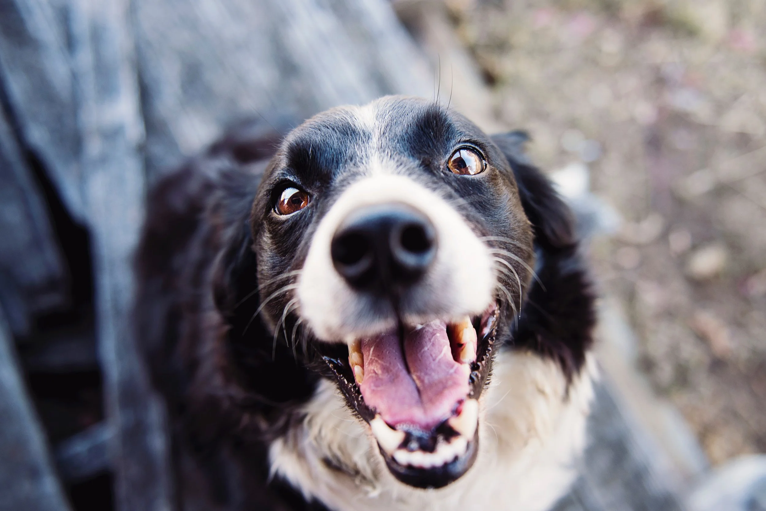 Rusk County Pets Alive