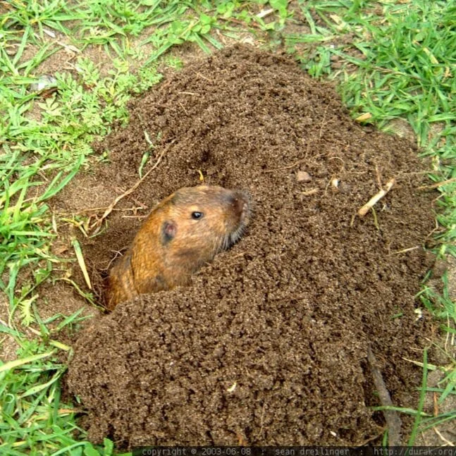 100% Green services Green Pest Control Santa Barbara Ventura, Non-Toxic Rodent Management