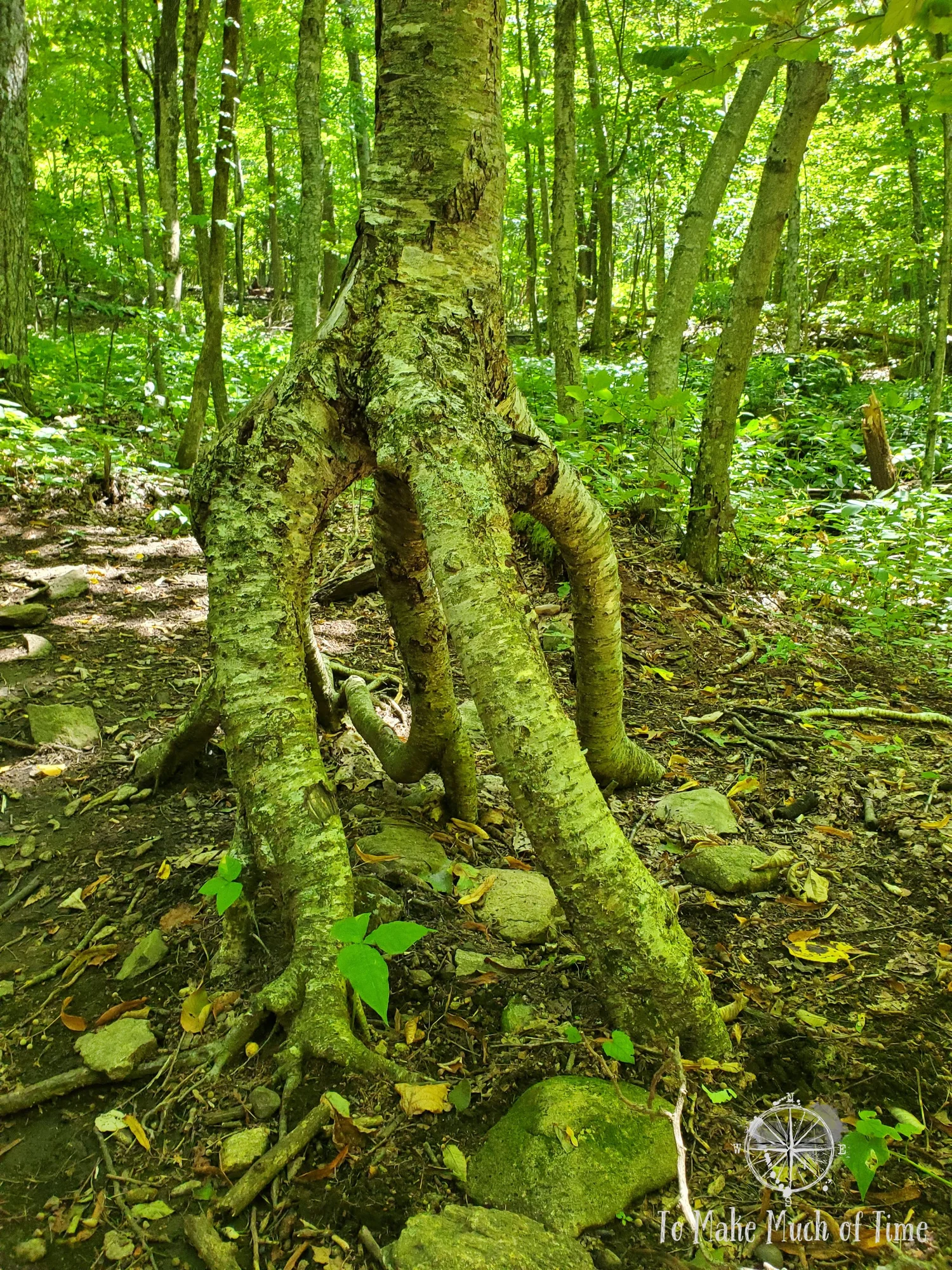 Hiking Apple Orchard Falls in Southwestern Virginia — To Make Much of Time