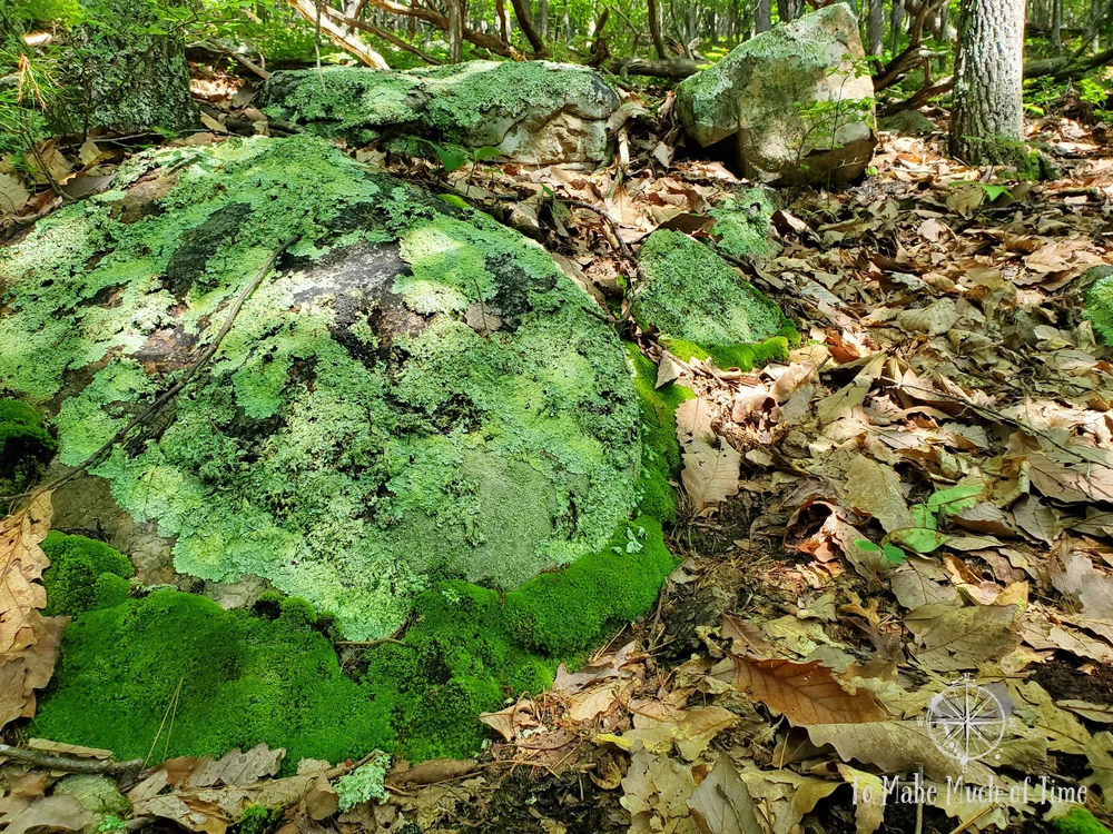 Hiking Read Mountain Preserve in Southwestern Virginia - 4.6 Mile Loop ...