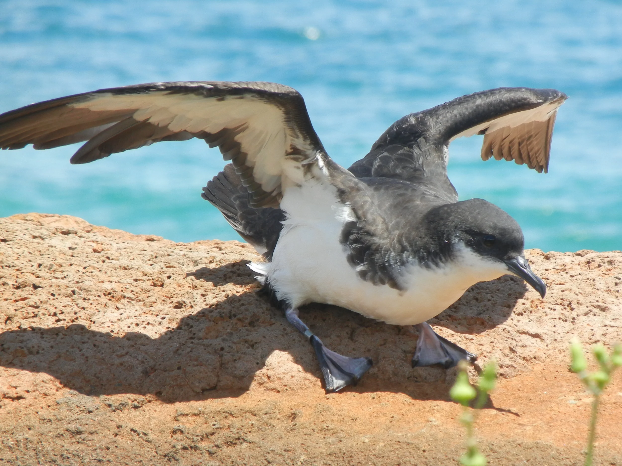Meet the Birds — Save Our Shearwaters