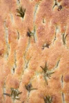 Fast & Easy Focaccia Bread Recipe - No Knead — Stripes & Willows