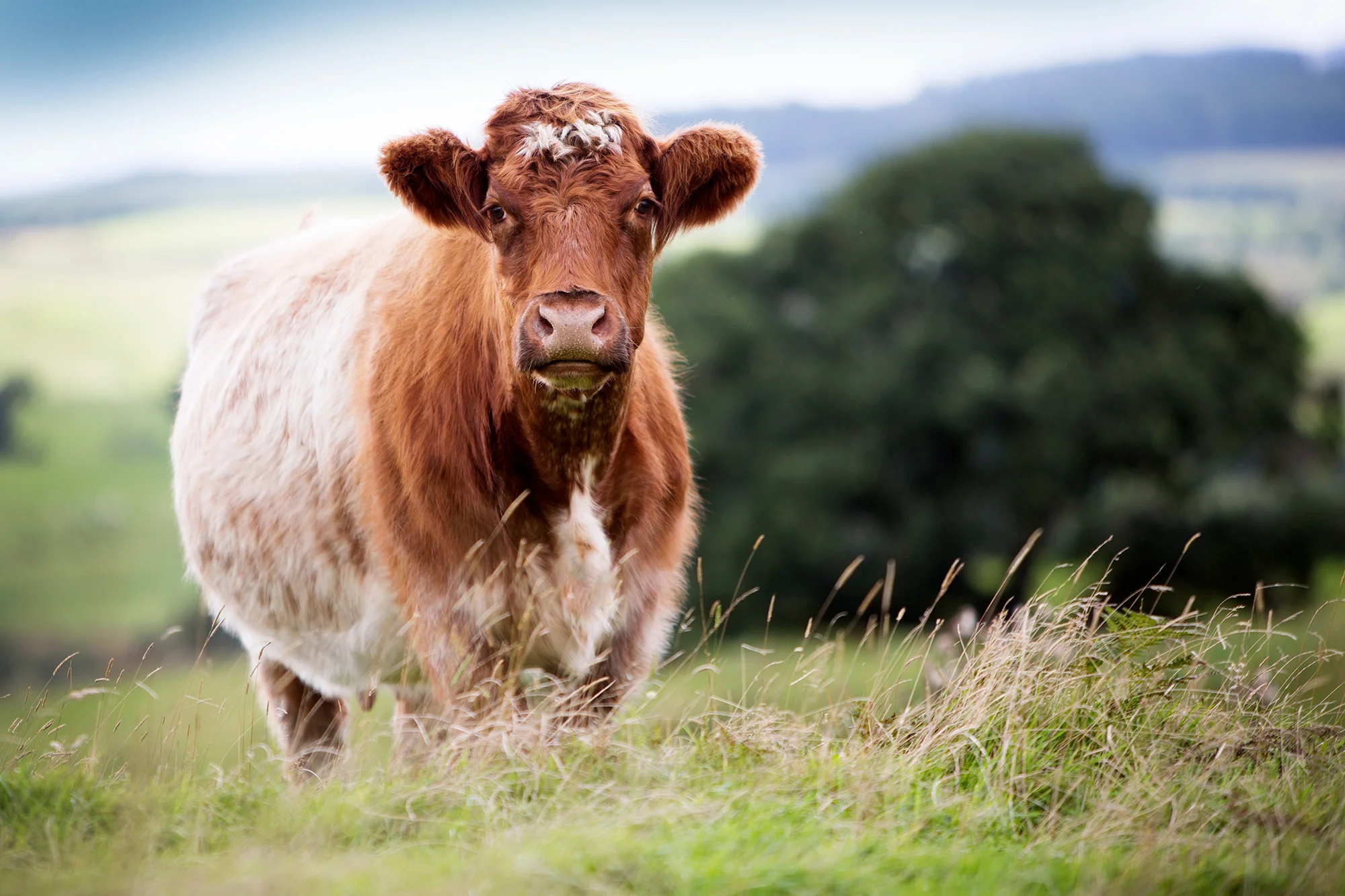 Shorthorn